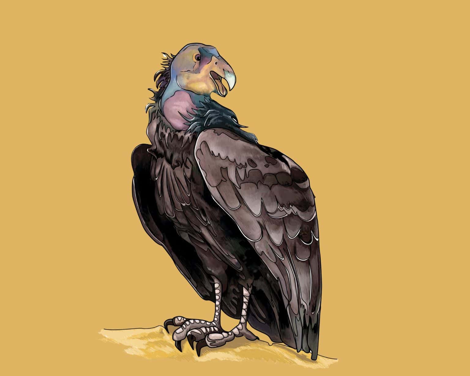 Buzzard or Spirit Bird? The Myth and Meaning of the Turkey Vulture ...